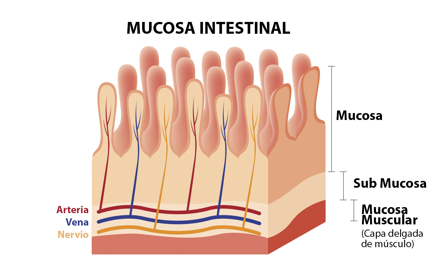 Hinchazón, espasmos, diarrea alternante y estreñimiento … | Razón y Salud